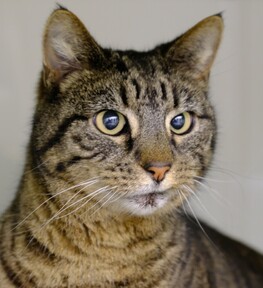 Adopt a cat | Cats Protection Wellington | Cats Protection Wellington