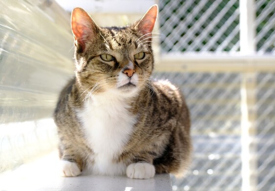 Adopt a cat | Cats Protection Wellington | Cats Protection Wellington